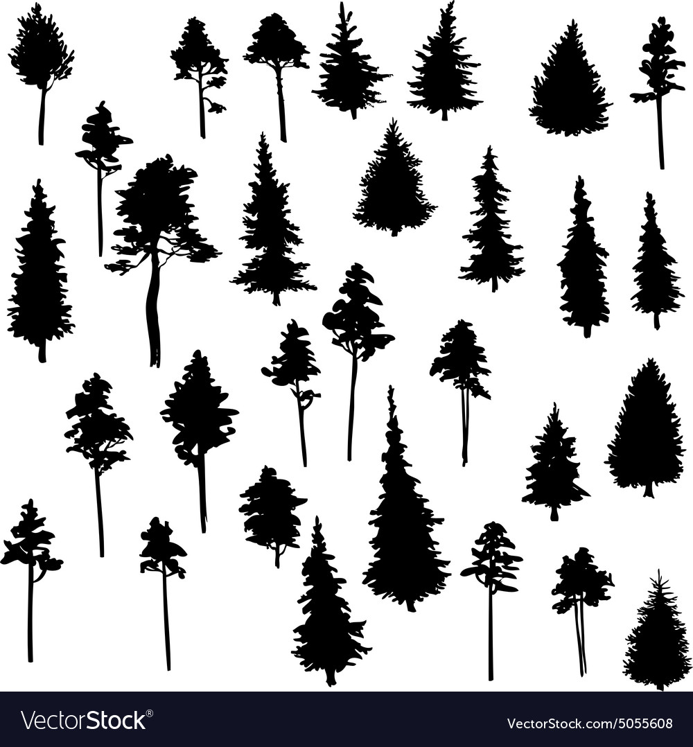 Set conifer trees Royalty Free Vector Image - VectorStock