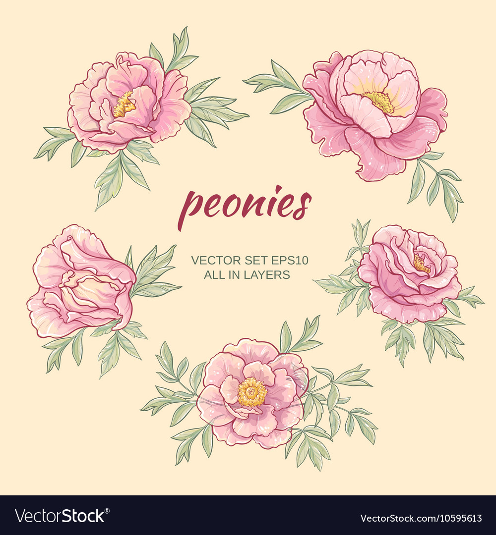 Peonies Royalty Free Vector Image - VectorStock