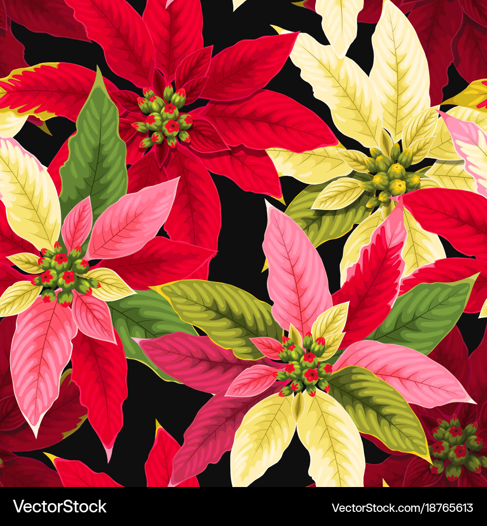 Seamless poinsettia flowers Royalty Free Vector Image