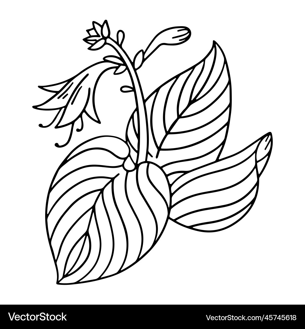 Hosta a garden plant outline Royalty Free Vector Image