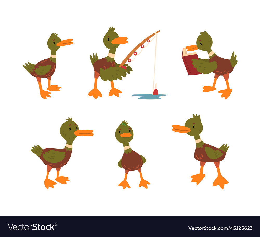 Funny green dabbling duck character as feathered Vector Image