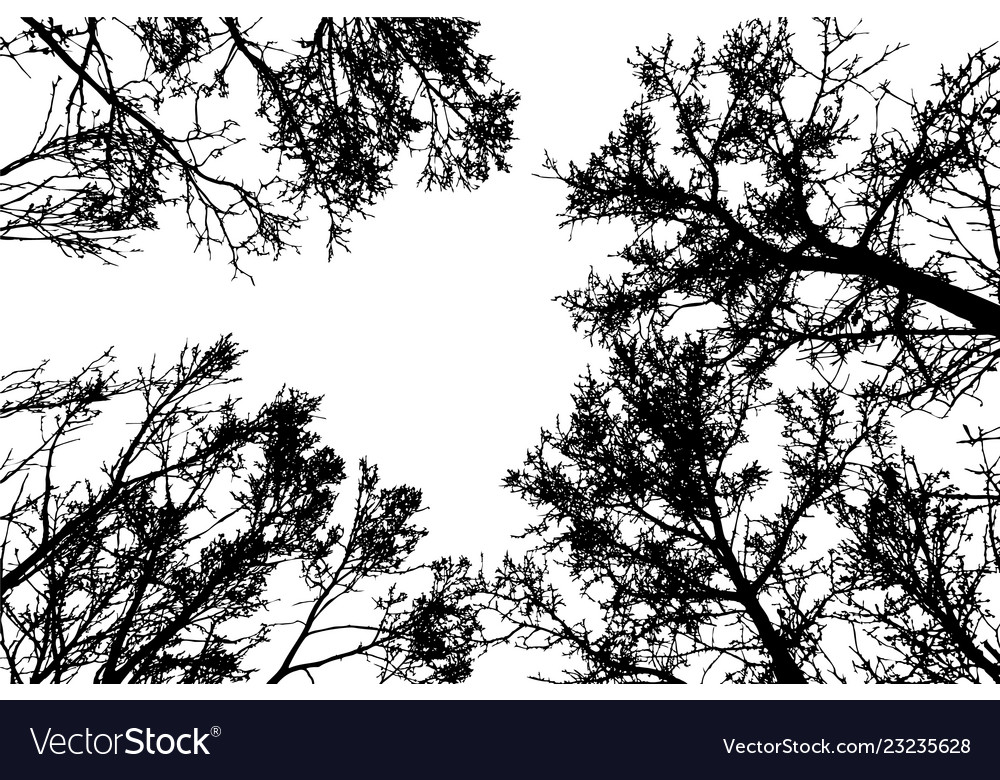 Black leafless tree branches Royalty Free Vector Image