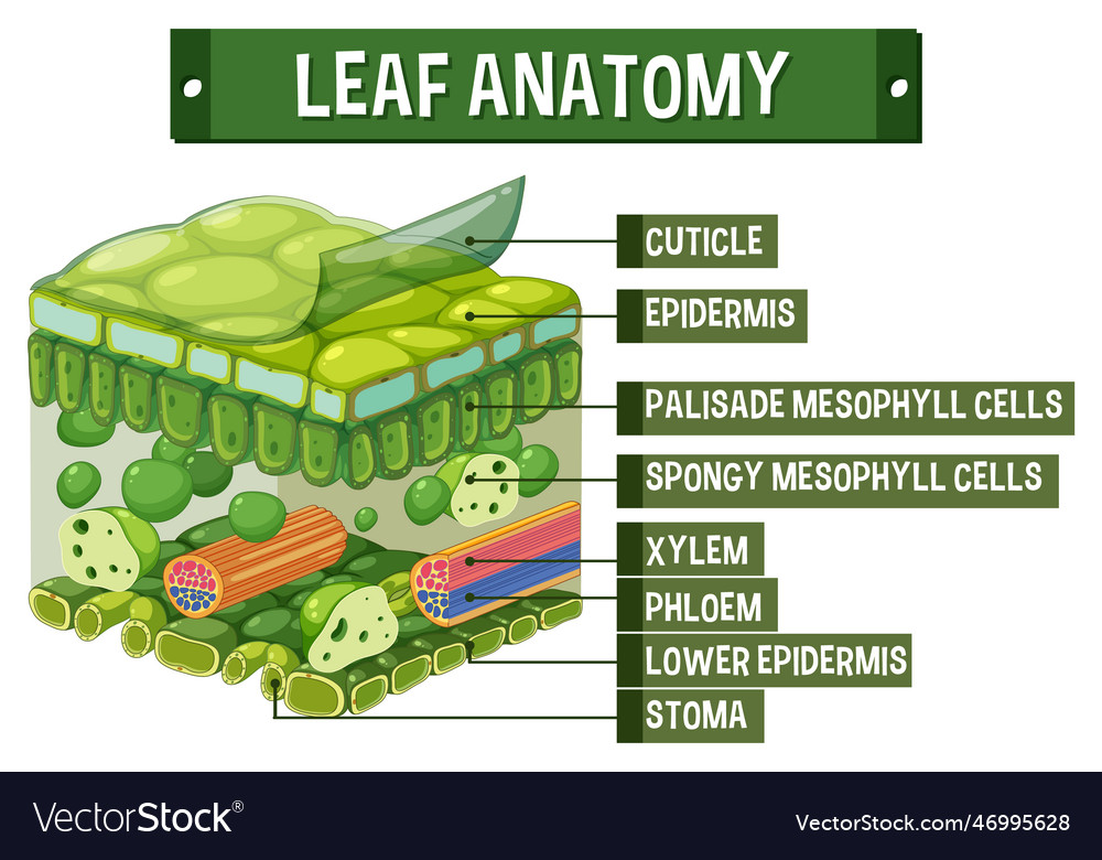 Internal Structure Of Monocot And Dicot Leaf Diagram Infoupdate