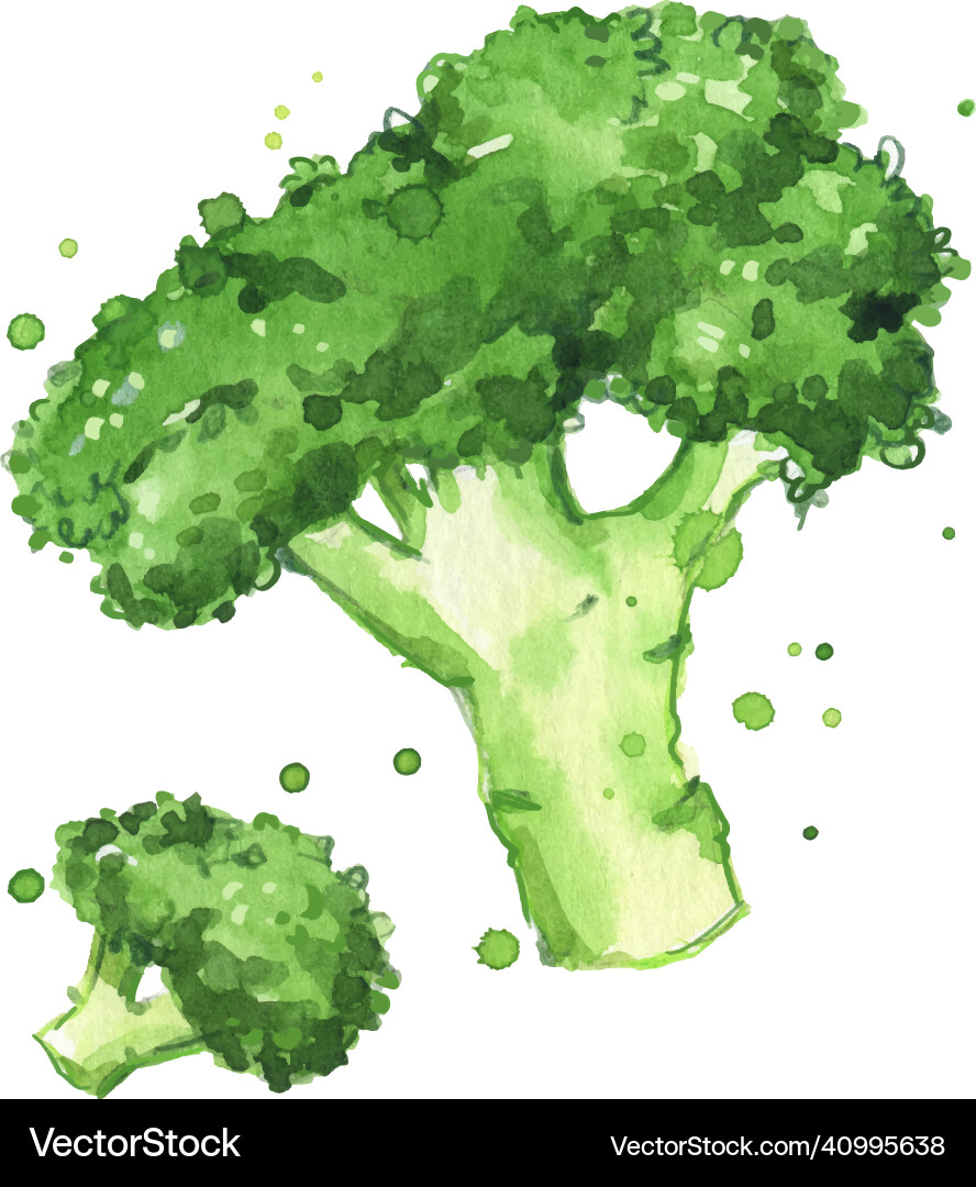 Broccoli watercolor Royalty Free Vector Image - VectorStock