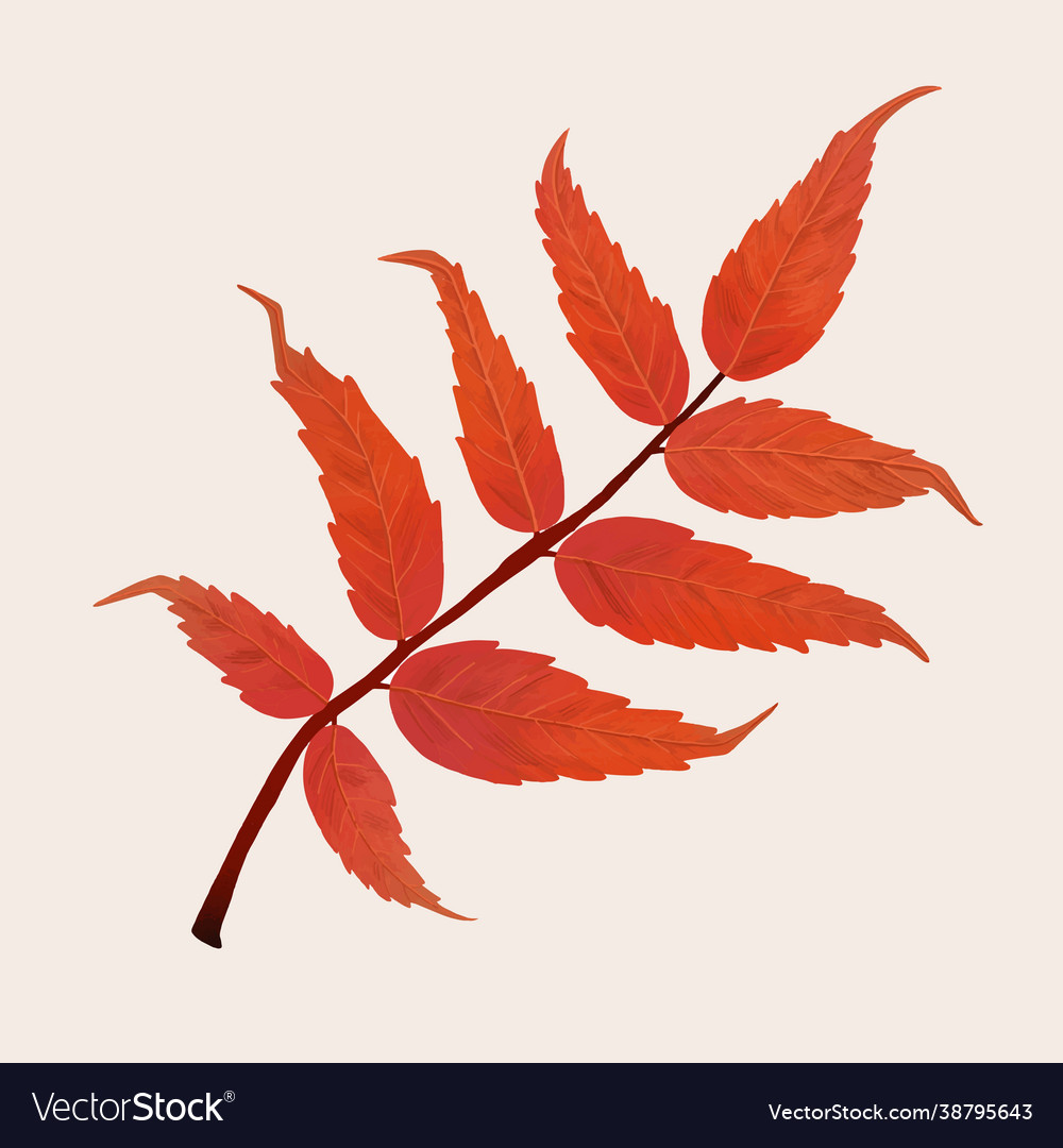 Hand drawn sumac element fall leaf Royalty Free Vector Image