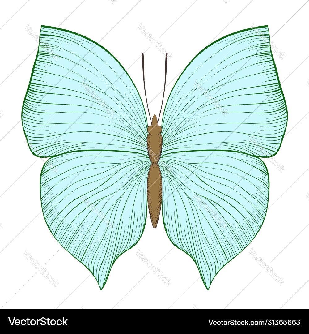 Beautiful vintage green butterfly isolated Vector Image