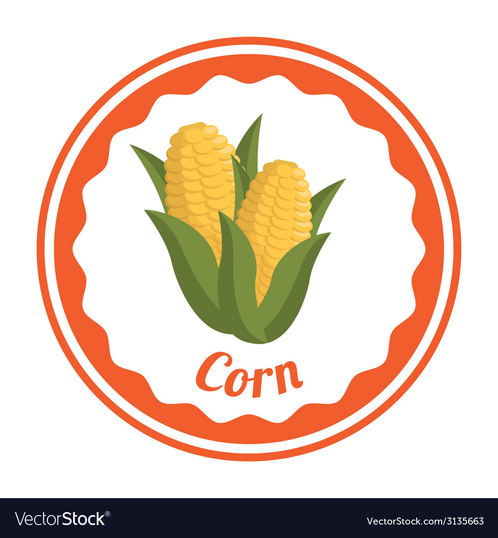 Corn design Royalty Free Vector Image - VectorStock