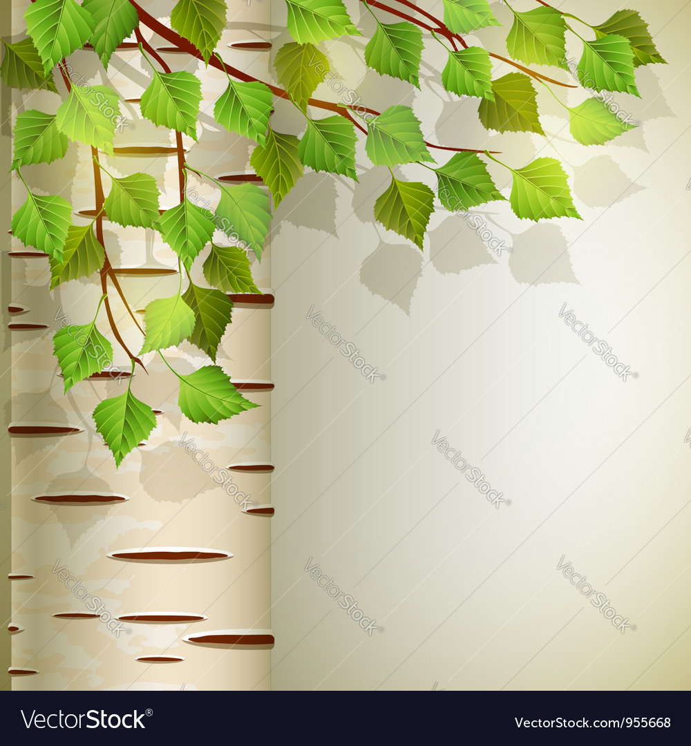 Birch Royalty Free Vector Image - VectorStock