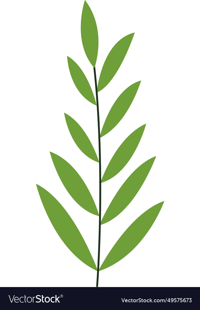 Tree leaves branch Royalty Free Vector Image - VectorStock