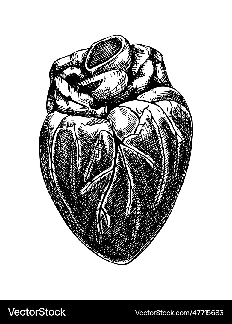 Hand drawn pork sketches set internal organs Vector Image