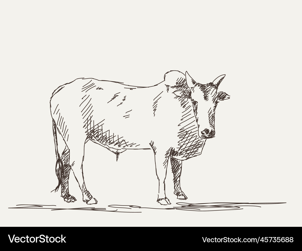 Zebu cow hand drawn sketch Royalty Free Vector Image