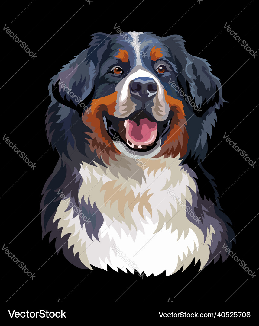 Bernese mountain dog color on black background Vector Image