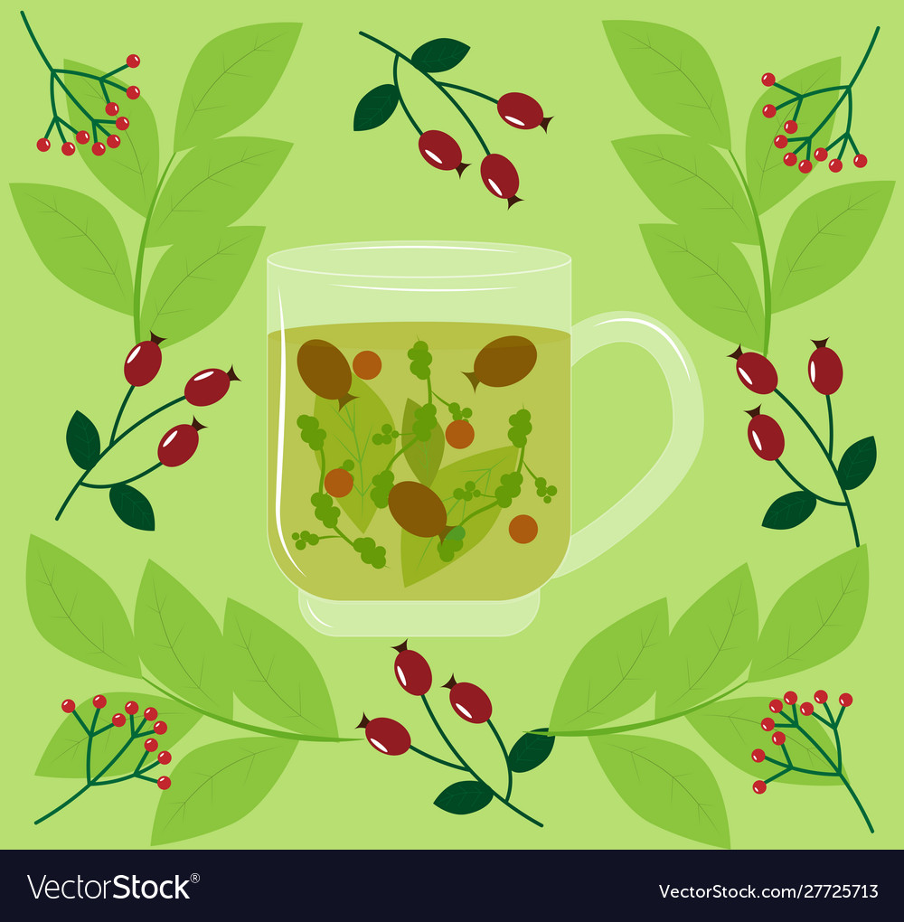 Herbal tea Royalty Free Vector Image - VectorStock