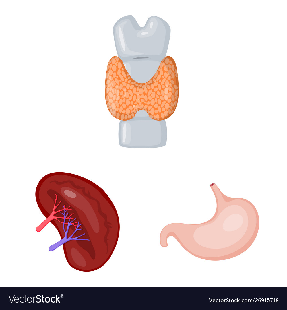 Isolated object anatomy and organ sign set Vector Image Isolated object anatomy and organ sign set Vector Image