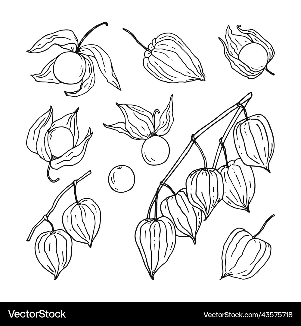 Set of hand sketched physalis Royalty Free Vector Image