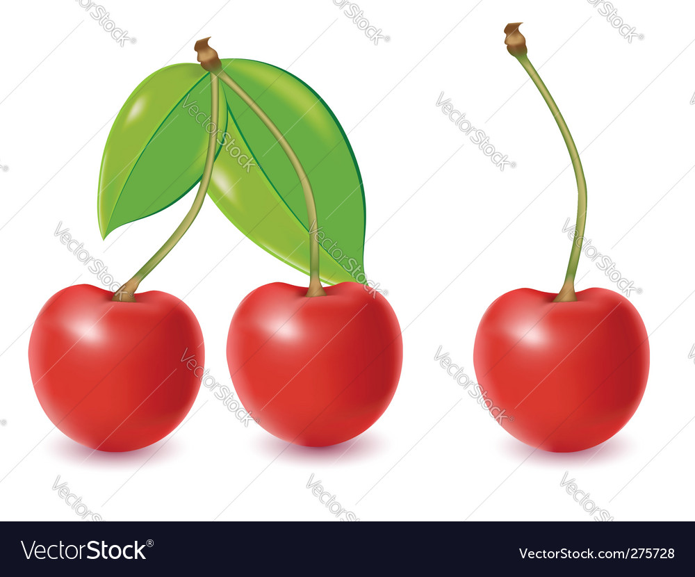 Cherry Royalty Free Vector Image - VectorStock
