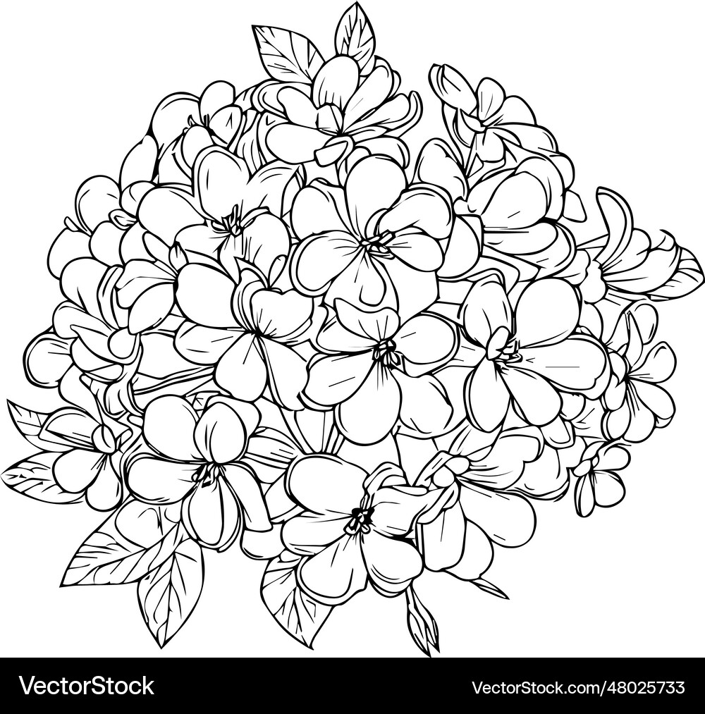 February birth flower primrose line drawings Vector Image