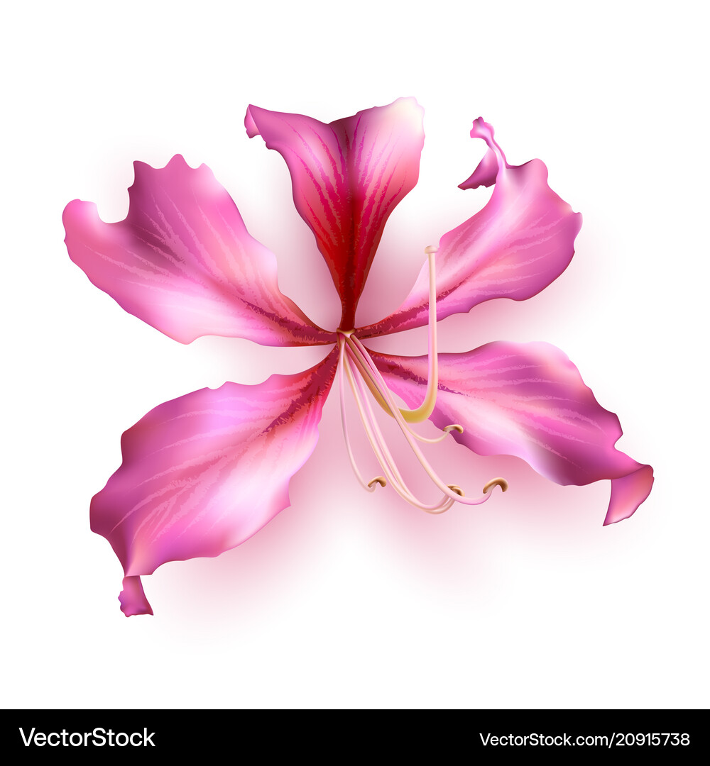 Pink bauhinia purple Royalty Free Vector Image