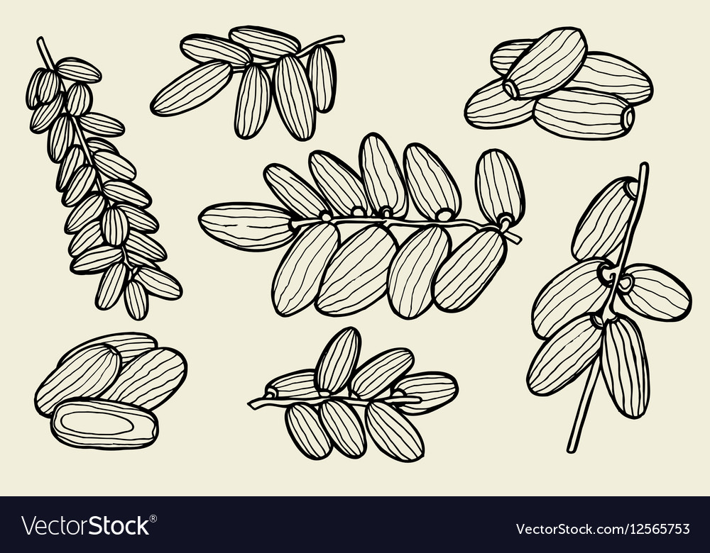 Dates Royalty Free Vector Image - VectorStock