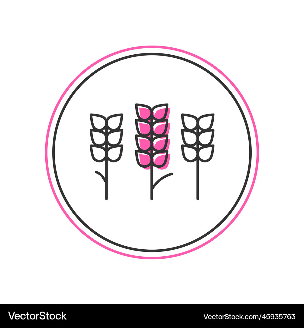 Filled outline cereals set with rice wheat corn Vector Image