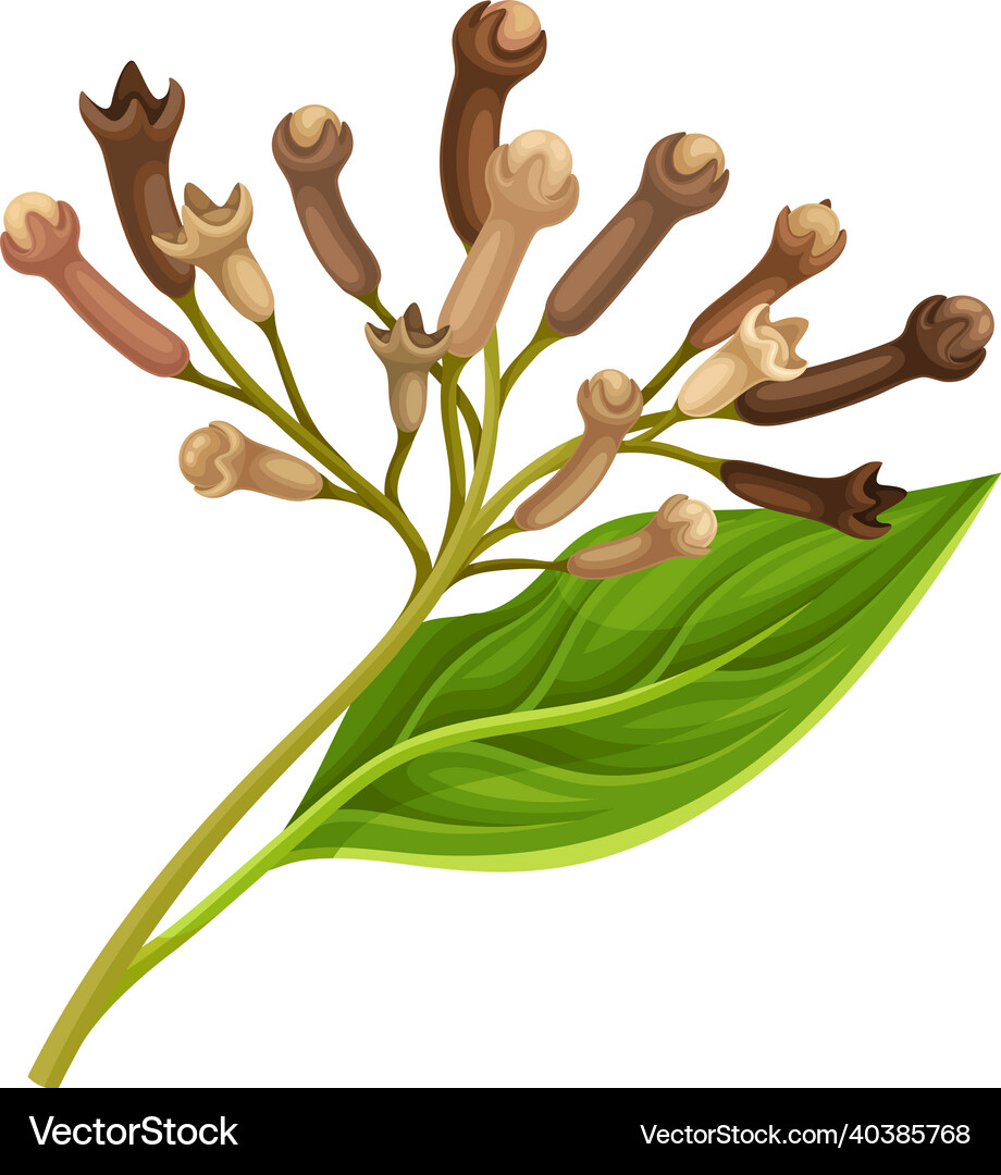 Clove tree branch with ripe aromatic bud Vector Image
