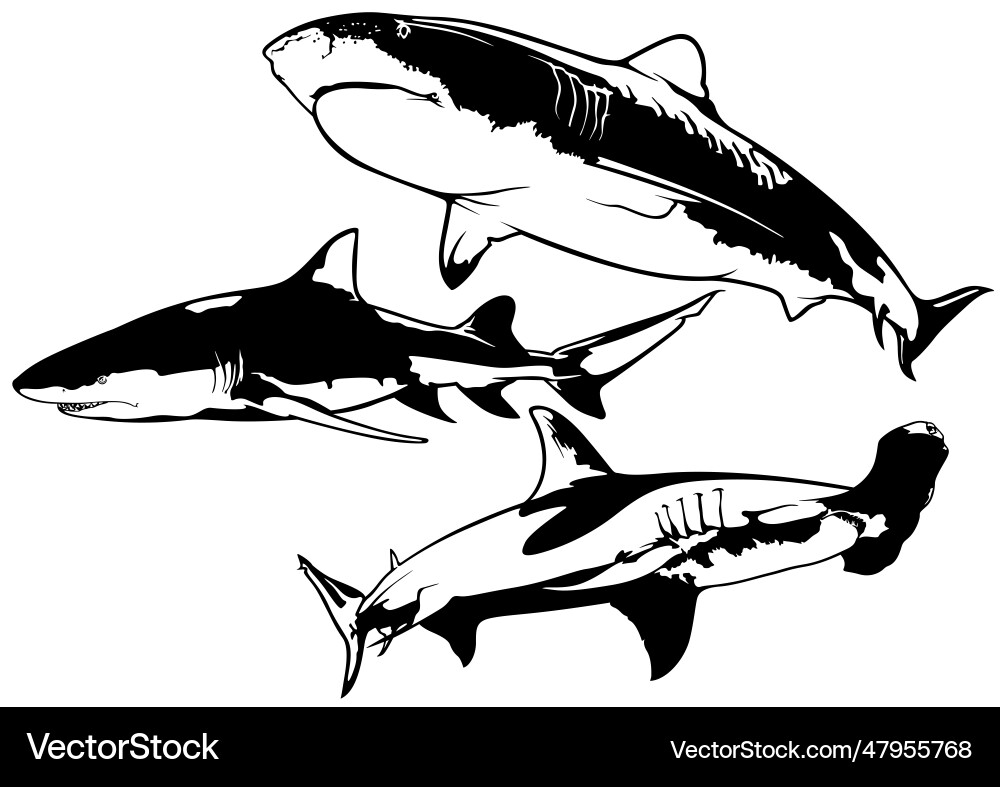 Set of shark drawings Royalty Free Vector Image