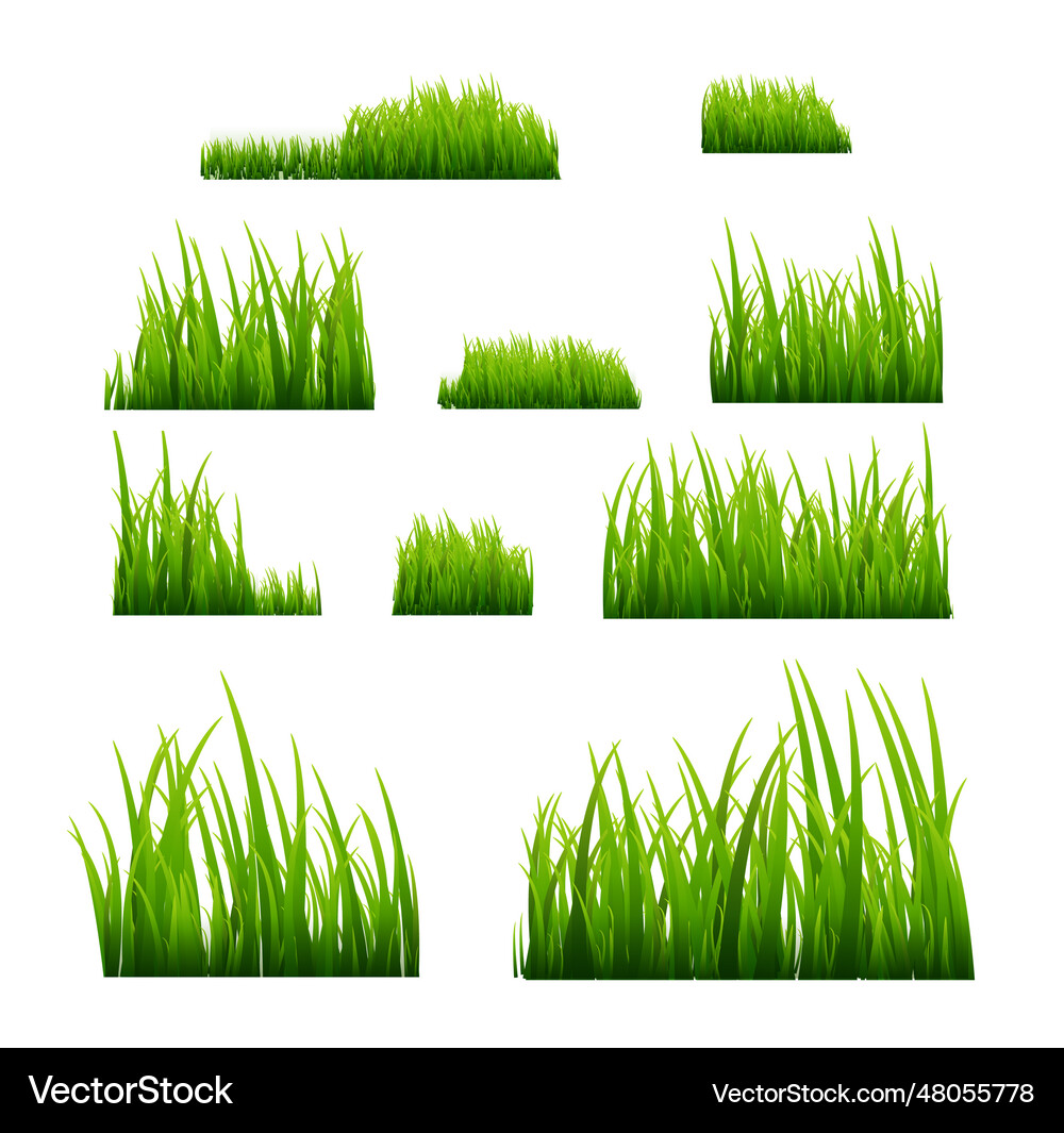 Green grass isolated summer natural grassy Vector Image