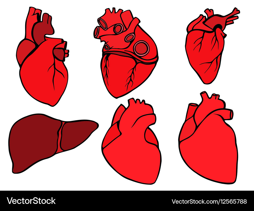 Human heart icon cartoon style Royalty Free Vector Image