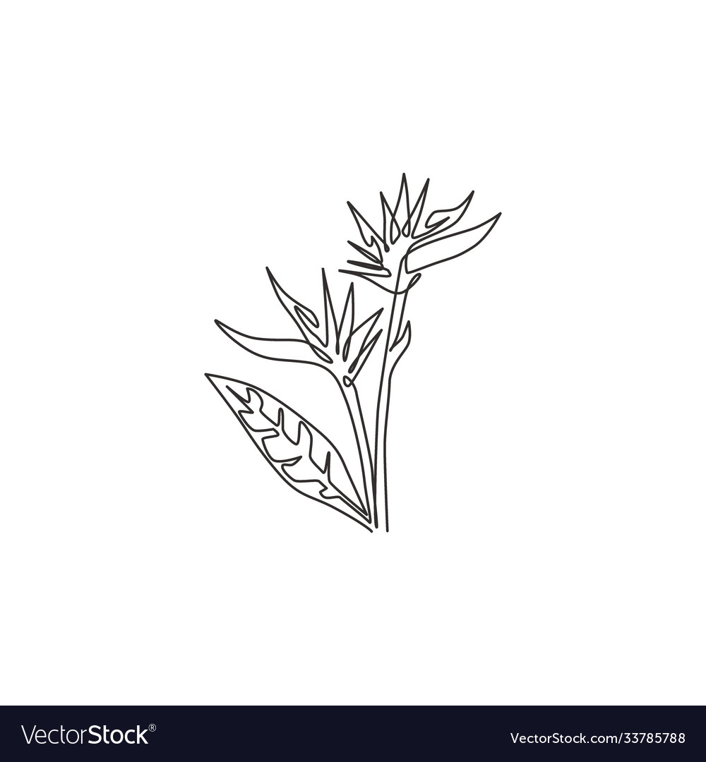 Single One Line Drawing Beauty Fresh Strelitzia Vector Image