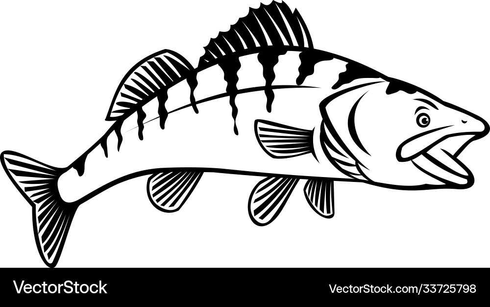 Walleye yellow pike or pickerel side view Vector Image