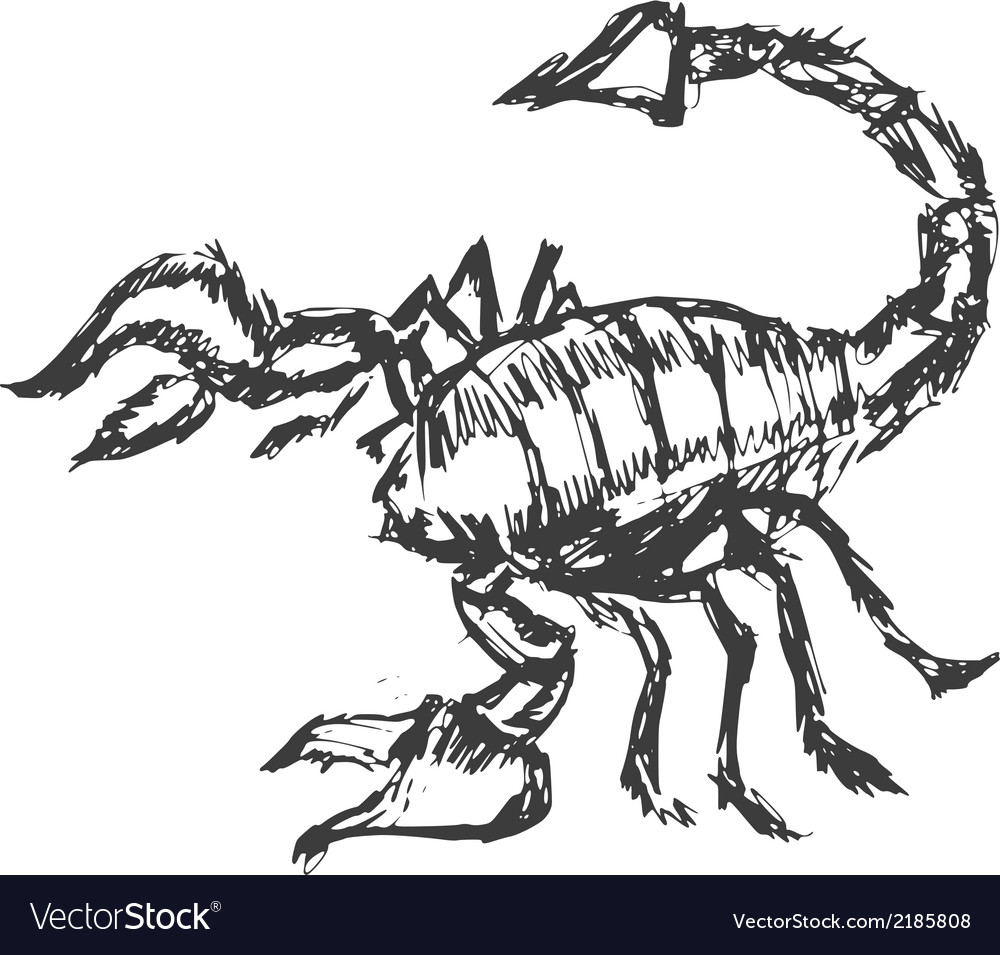 Scorpion Royalty Free Vector Image - VectorStock Scorpion Royalty Free Vector Image - VectorStock