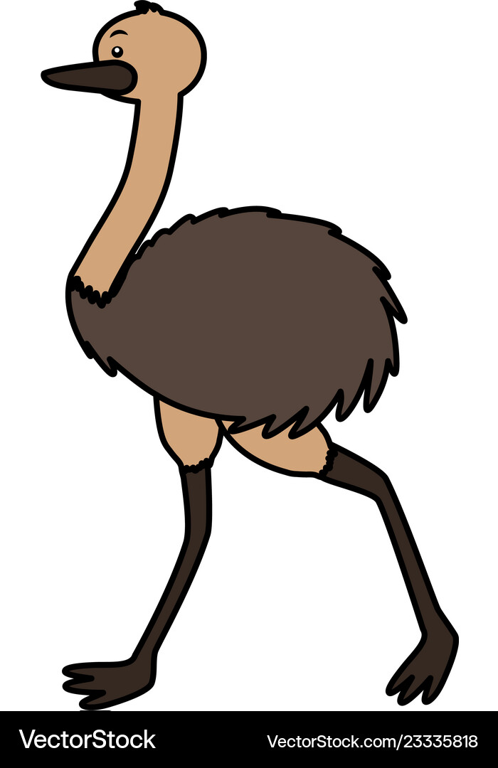 Emu fauna on white background Royalty Free Vector Image