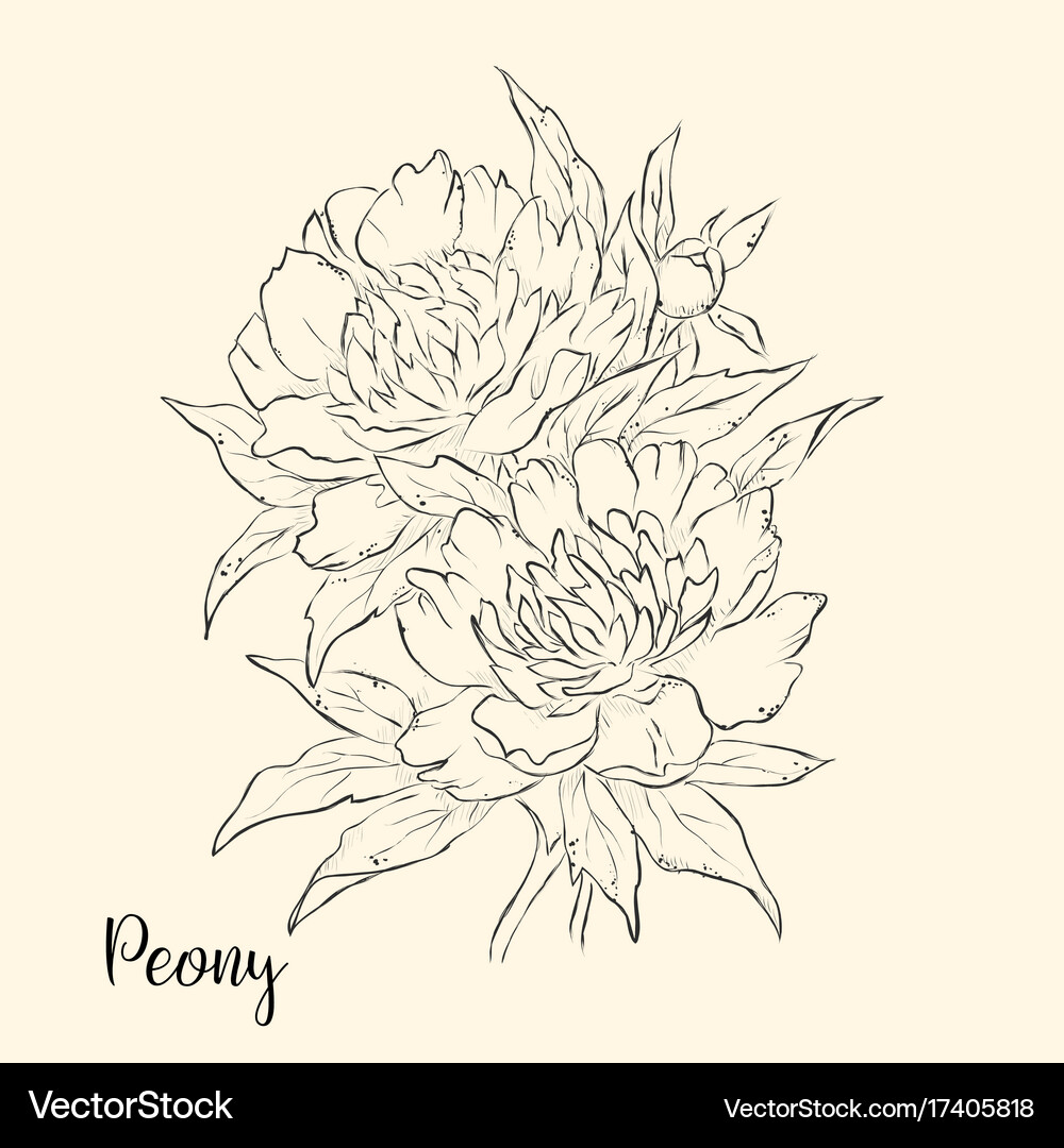 Hand draw of flower Royalty Free Vector Image - VectorStock