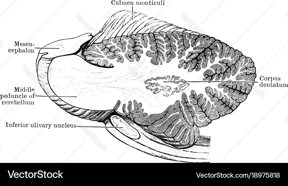 Cerebellum Drawing
