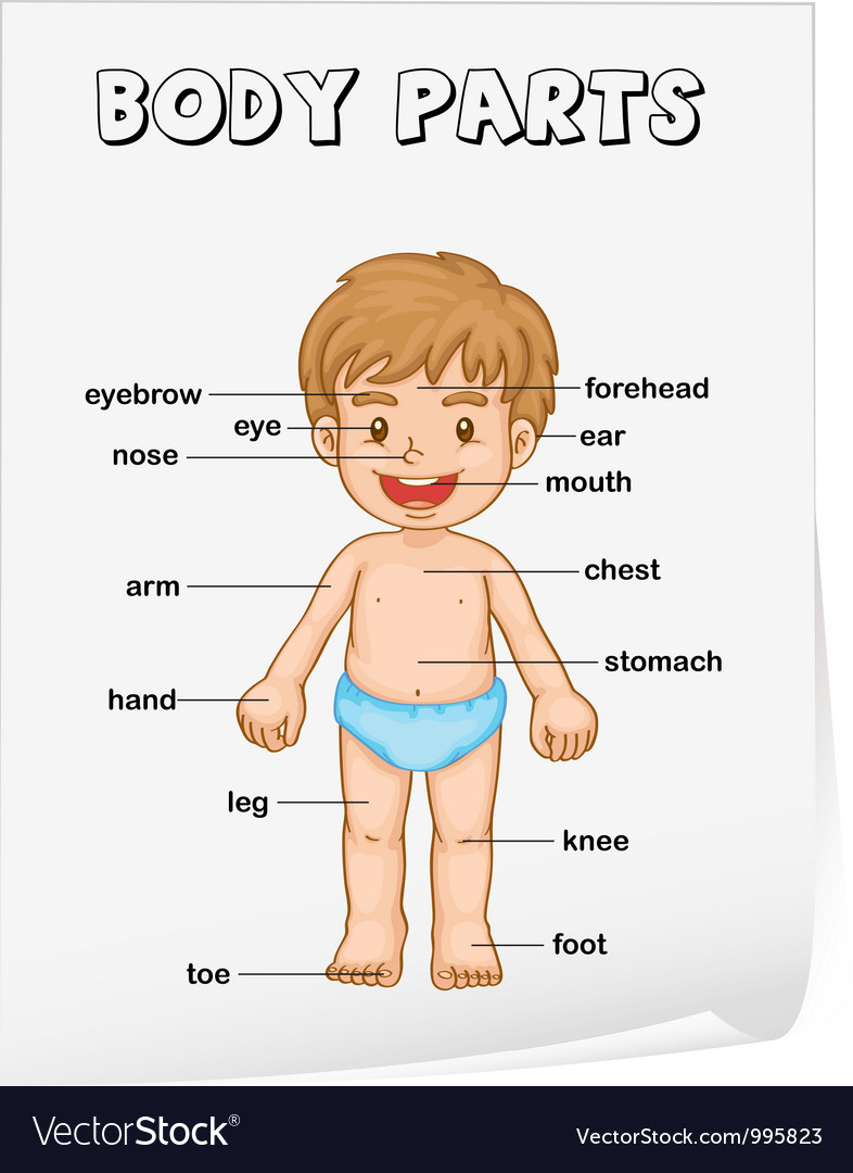 Body Parts Diagram Body Layout Organs Human Body Parts List Rihannas