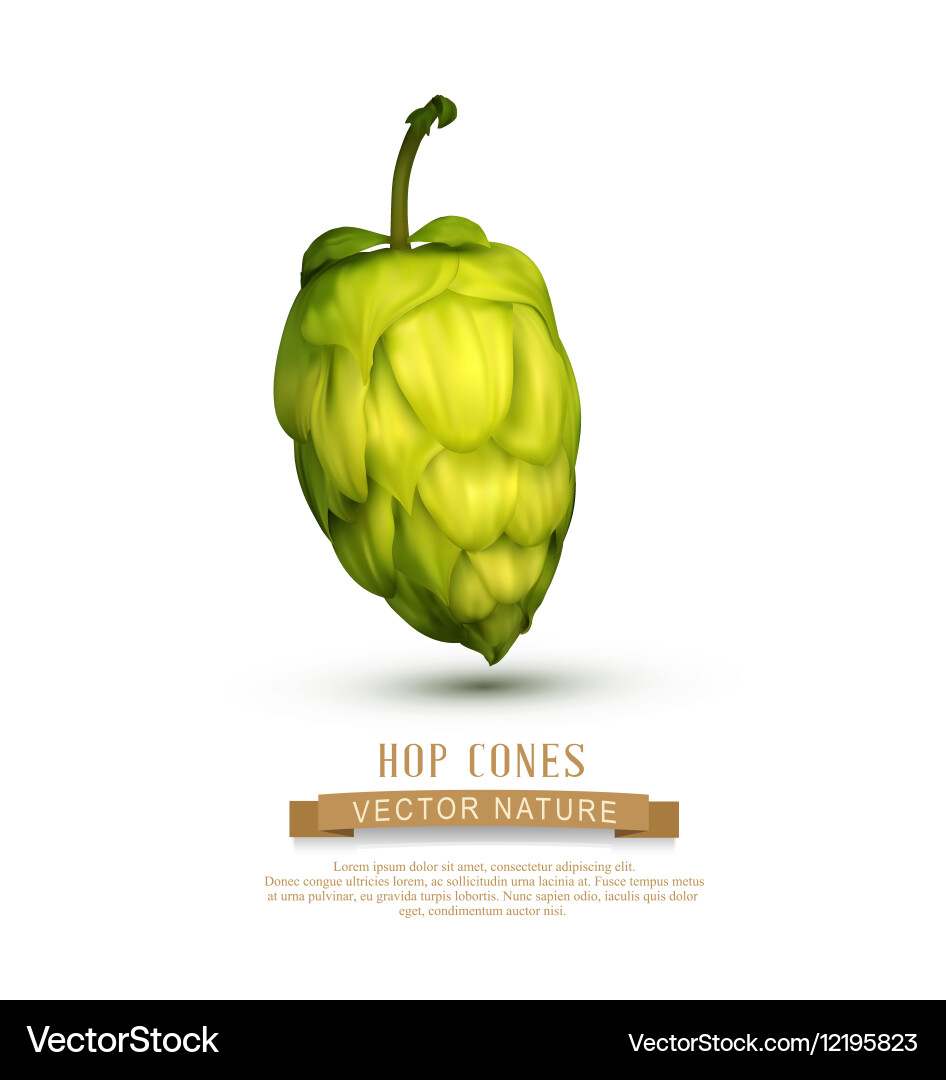 Hop cone isolated on white background Royalty Free Vector