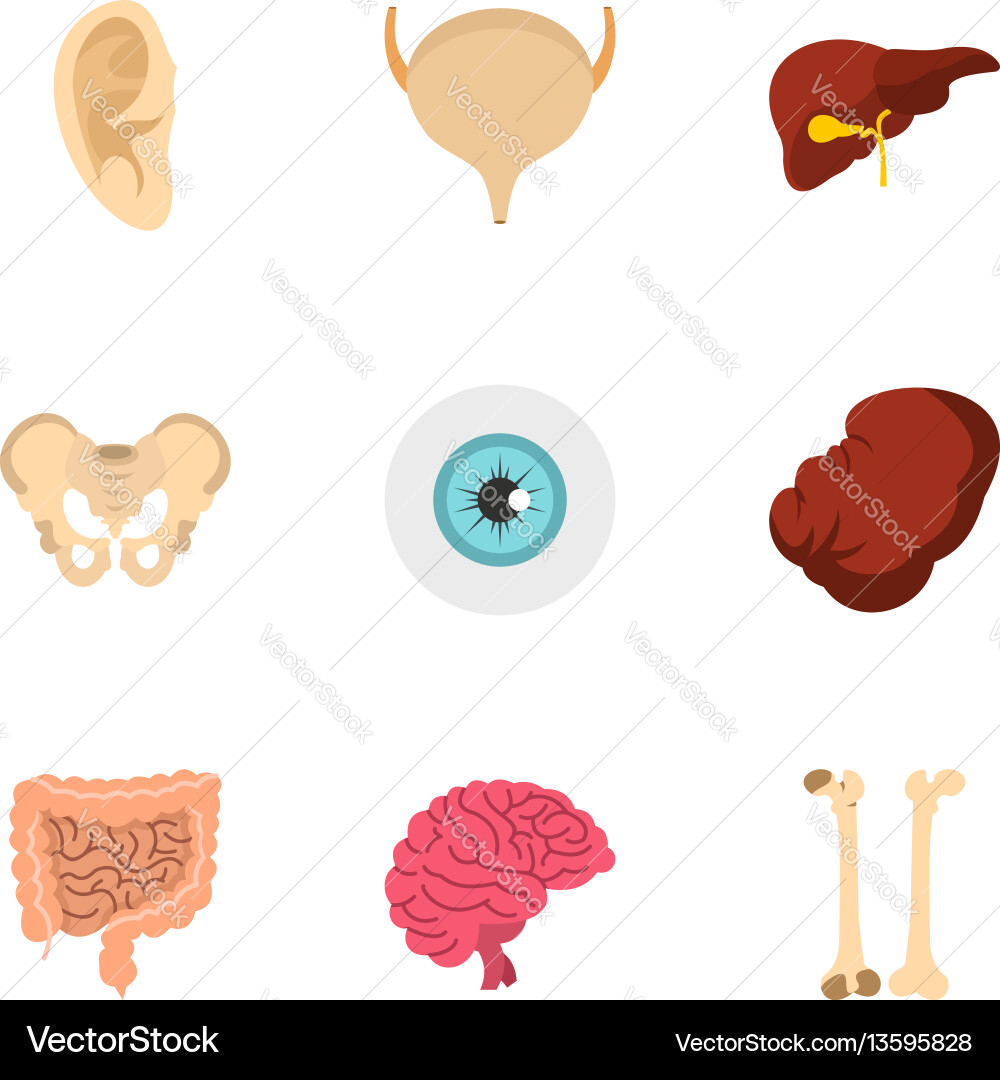 Anatomy icons set flat style Royalty Free Vector Image