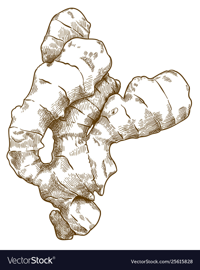 Engraving ginger root Royalty Free Vector Image Engraving ginger root Royalty Free Vector Image