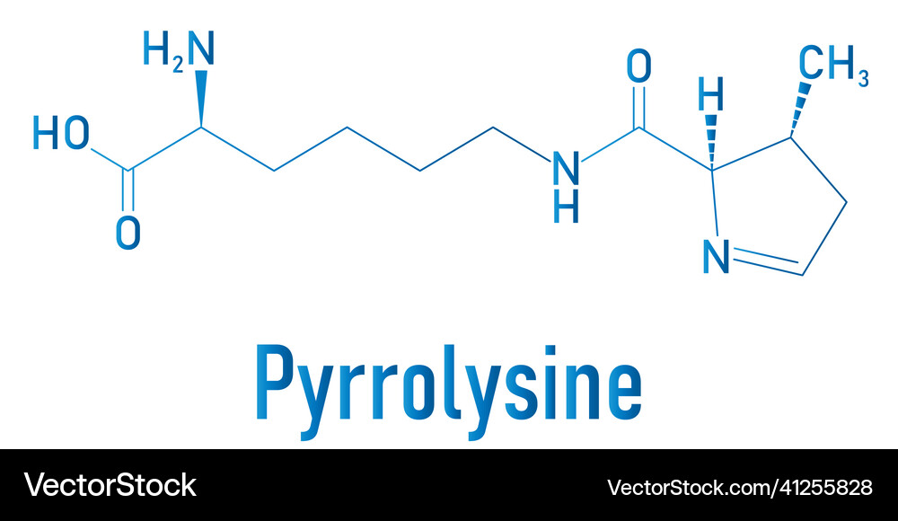 Pyrrolysine amino acid molecule skeletal formula Vector Image