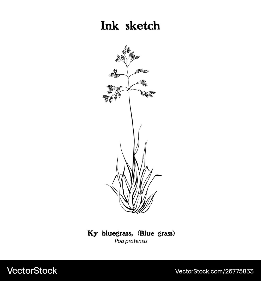 Poa pratensis ky bluegrass plant Royalty Free Vector Image