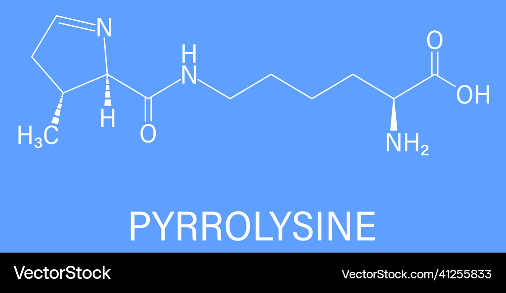 Pyrrolysine amino acid molecule skeletal formula Vector Image
