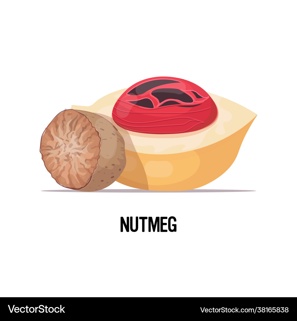 Ripe nutmeg fruit isolated on white background Vector Image