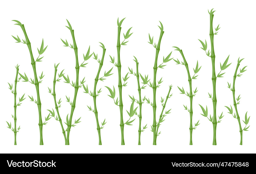 Green bamboo branches and leaves bamboo stems Vector Image