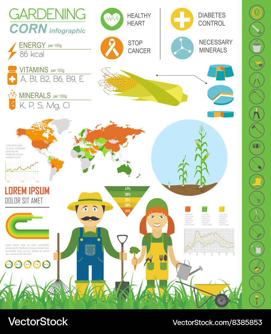Gardening work farming infographic Corn Graphic Vector Image