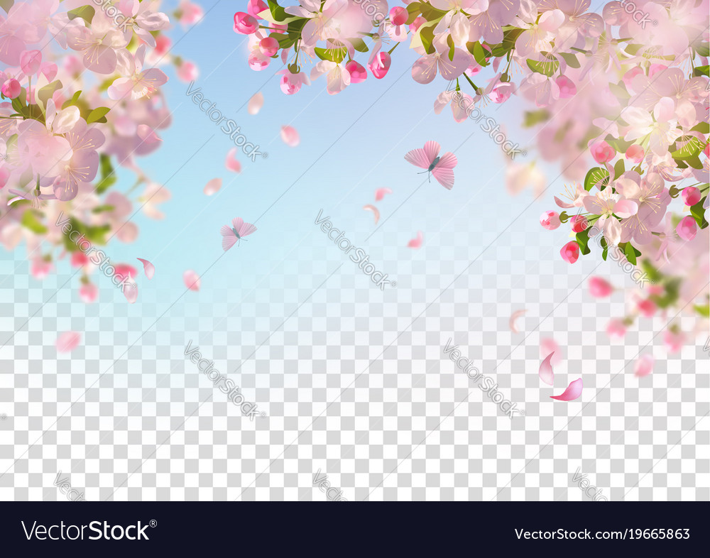 Spring cherry blossom Royalty Free Vector Image
