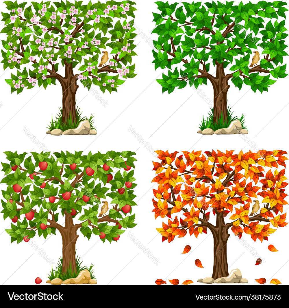 Set fruit tree at different seasons Royalty Free Vector