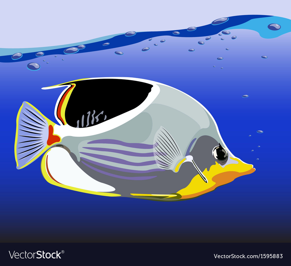 Fish Royalty Free Vector Image - VectorStock