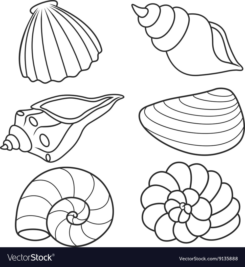 Shell set Royalty Free Vector Image - VectorStock
