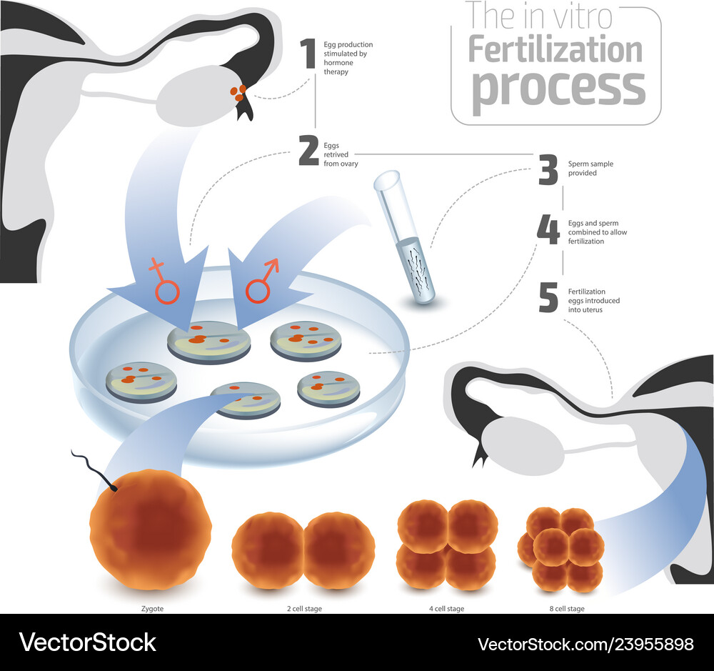 Concept of in vitro Royalty Free Vector Image - VectorStock