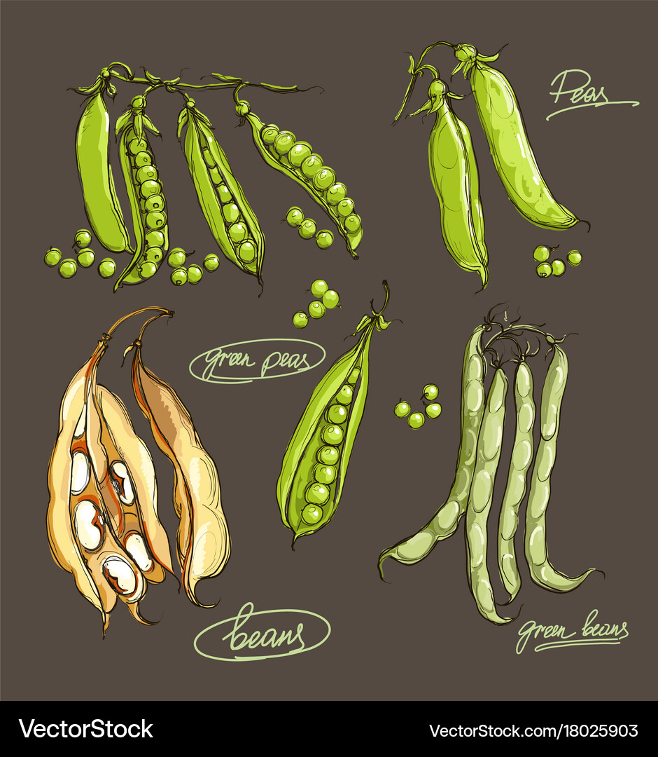 Hand drawing legumes on a dark background Vector Image